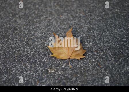 A closeup shot of the asphalt ground with fallen leaves Stock Photo - Alamy