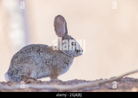 Close up shot of a cute Cottontail rabbit at Las Vegas, Nevada Stock ...