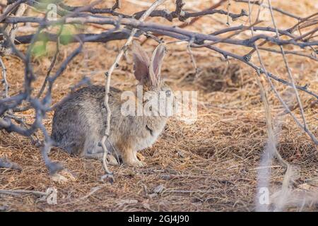 Close up shot of a cute Cottontail rabbit at Las Vegas, Nevada Stock ...