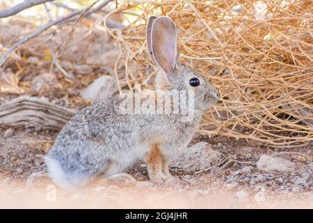 Close up shot of a cute Cottontail rabbit at Las Vegas, Nevada Stock ...