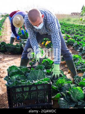 Man and woman in masks harvesting potatoes on plantation Stock Photo ...