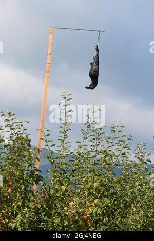 A fake dead crow hanging upside down in a garden Stock Photo - Alamy