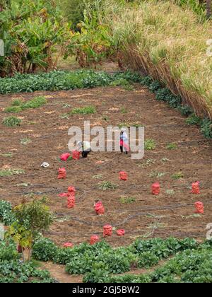 Agriculture near Pedra Badejo. Santiago Island, Cape Verde Stock Photo ...