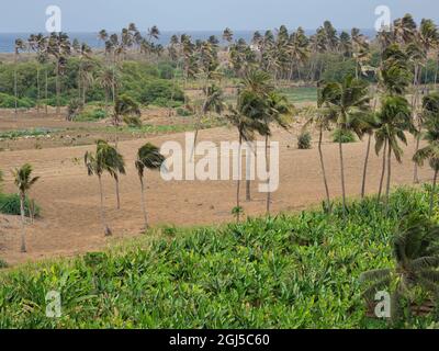 Agriculture near Pedra Badejo. Santiago Island, Cape Verde Stock Photo ...