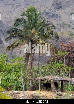 Agriculture near Lagedos. Island Santo Antao, Cape Verde Stock Photo ...