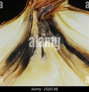 Neck rot Botrytis allii section through onion bulb showing advancing ...