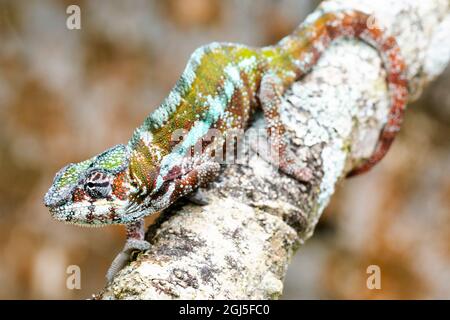 Africa, Madagascar, east of Tana, Marozevo, Peyrieras Reptile Reserve ...