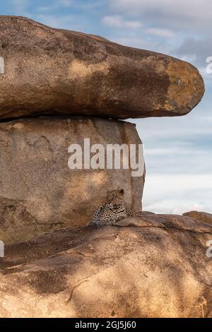 Leopard on rock, Serengeti National Park, Tanzania, Africa Sep 2010 ...