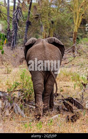 An African elephant's backside Stock Photo - Alamy