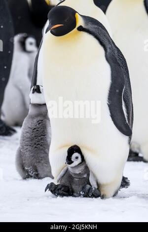 Emperor penguin chick in brood pouch, a short time after hatching ...
