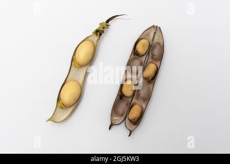 Spring Bean development stages - white background Stock Photo - Alamy