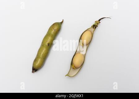 Spring Bean development stages - white background Stock Photo - Alamy