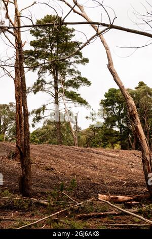 Where have all the trees gone ? Land cleared for housing Stock Photo ...
