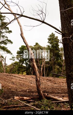 Where have all the trees gone ? Land cleared for housing Stock Photo ...