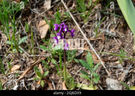 Orchis champagneuxii. European ground orchid Stock Photo - Alamy