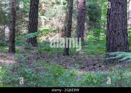 view into the forest with growing trees and shining sun Stock Photo - Alamy