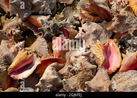 Large pile of conch shells in Grand Cay Abacos, Bahamas Stock Photo - Alamy