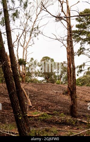 Where have all the trees gone ? Land cleared for housing Stock Photo ...