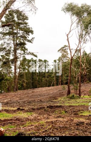 Where have all the trees gone ? Land cleared for housing Stock Photo ...
