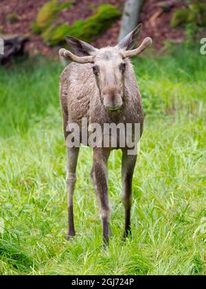 Elk also called Moose in North America (Alces alces). National Park ...