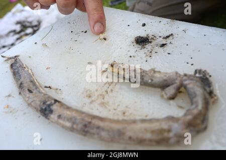 BRANTEVIK 2014-08-12 Expert Johan Wagnstrom is seen with the remains of ...