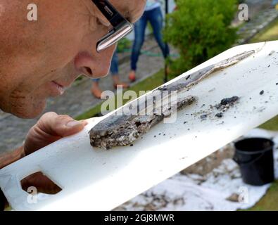 BRANTEVIK 2014-08-12 Expert Johan Wagnstrom is seen with the remains of ...