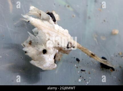BRANTEVIK 2014-08-12 Expert Johan Wagnstrom is seen with the remains of ...