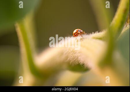 Ladybug insect walking on sunflower petal. Bright summer photo Stock ...