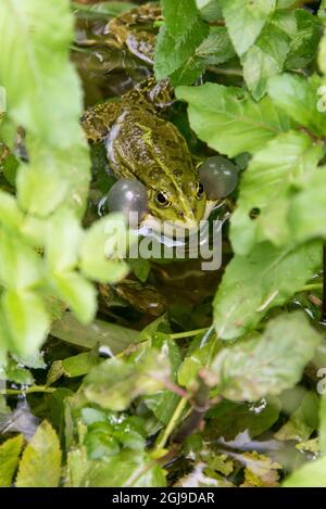 A Marsh Frog (Pelophylax ridibundus) at Krka National Park in Sibenik ...