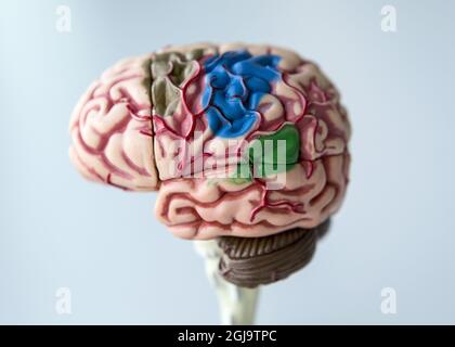 STOCKHOLM 20150810 Model of human brain Foto: Christine Olsson / TT ...