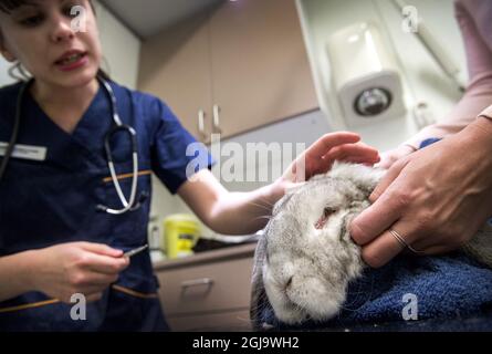 STOCKHOLM 20151221 veterinarian Isabella Silinsis examining rabbit ...
