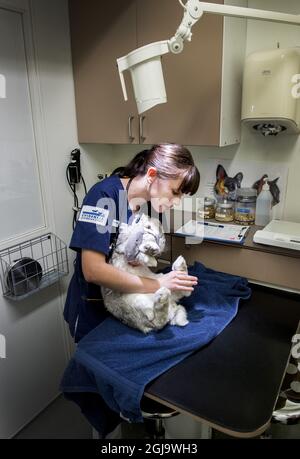 STOCKHOLM 20151221 veterinarian Isabella Silinsis examining rabbit ...