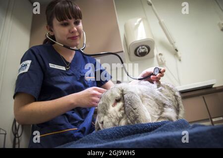 STOCKHOLM 20151221 veterinarian Isabella Silinsis examining rabbit ...
