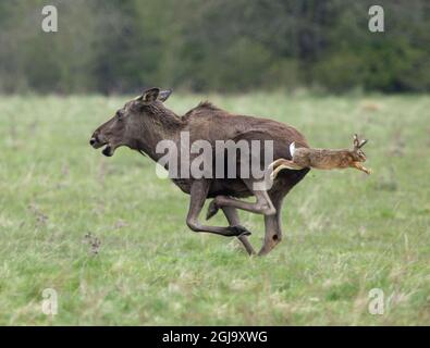 KRISTIANSTAD 2016-05-04 A moose and a hare look like they are giving ...