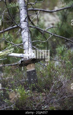 SARNA 2013-06-12 Forestry, woodman, lumberer, lumberman, lumberjack ...