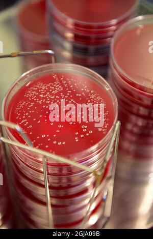 STOCKHOLM 20151211 Petri dishes with agar, a nutrient-rich jelly ...