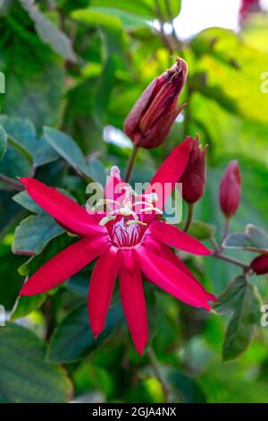 red passionflower (Passiflora coccinea Stock Photo - Alamy