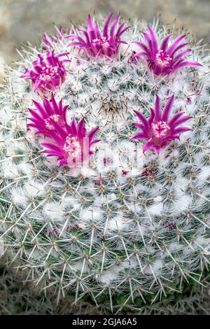 Spiny pincushion cactus Stock Photo - Alamy