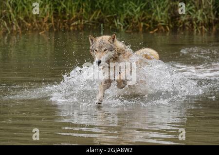 Timber Wolf running through small stream Stock Photo - Alamy