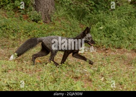Silver fox a melanism form of the red fox, Montana Stock Photo - Alamy