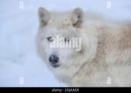 White wolf or arctic wolf close up in nature Stock Photo - Alamy