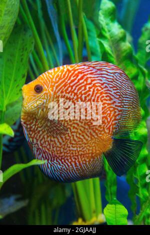 Super Pigeon Snakeskin Discus, tropical freshwater fish Stock Photo - Alamy
