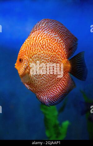 Freshwater tropical discus Stock Photo - Alamy