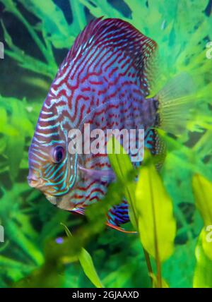Freshwater tropical discus, blue turquoise discus Stock Photo - Alamy