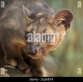 An endangered fossa, a vicious predator to lemurs, native to Madagascar ...