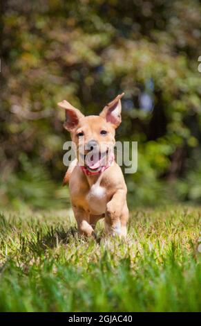 An adorable mixed breed dog playing with a cat, studio shot, isolated ...