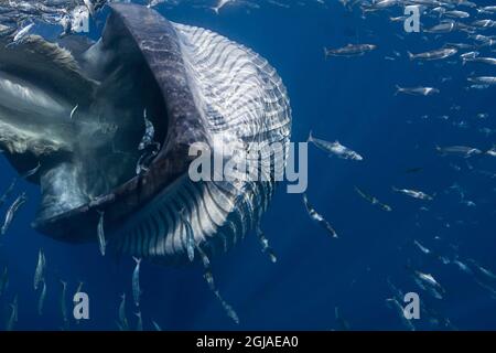 HUNGRY SEA MONSTER Stock Photo - Alamy