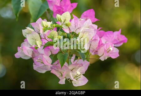 Belize, Crooked Tree village, Bougainvillea blooms Stock Photo - Alamy