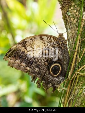 Belize, Green Hills Butterfly Ranch, Owl butterfly (Caligo martia Stock ...