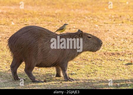 Close up of a Capybara with a bird Cattle tyrant sitting on a head ...